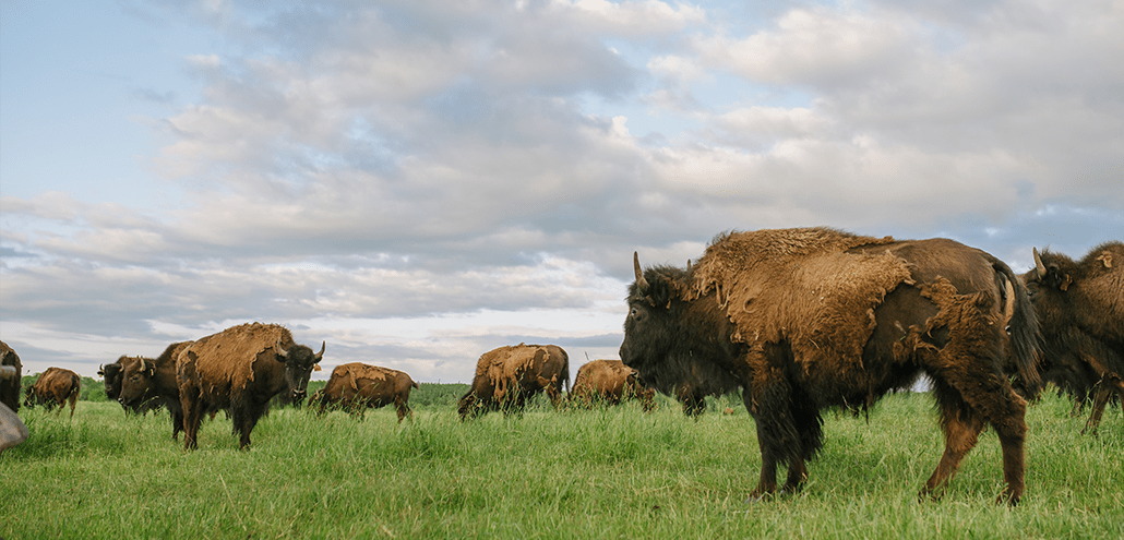 TheHonestBison Contact - The Honest Bison